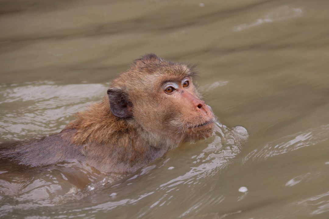 Adventure to klong kone , fisherman village and mangrove forest tour